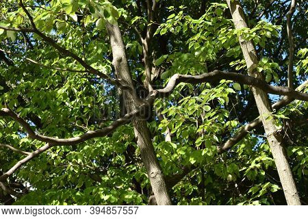 Peculiar Shape Image & Photo (Free Trial) | Bigstock