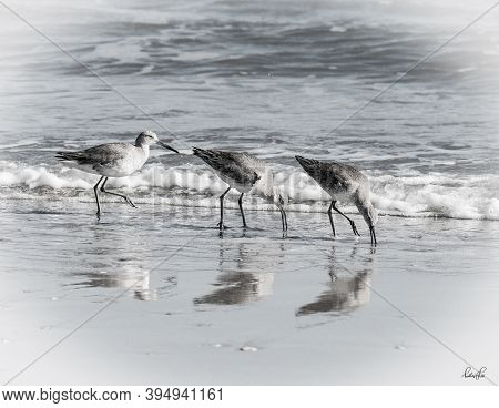 Sandpiper Birds Eating Image & Photo (Free Trial) | Bigstock