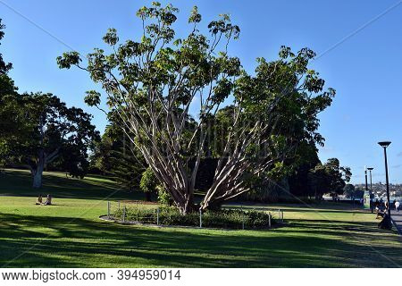 Amazing Big Tree Image & Photo (Free Trial) | Bigstock