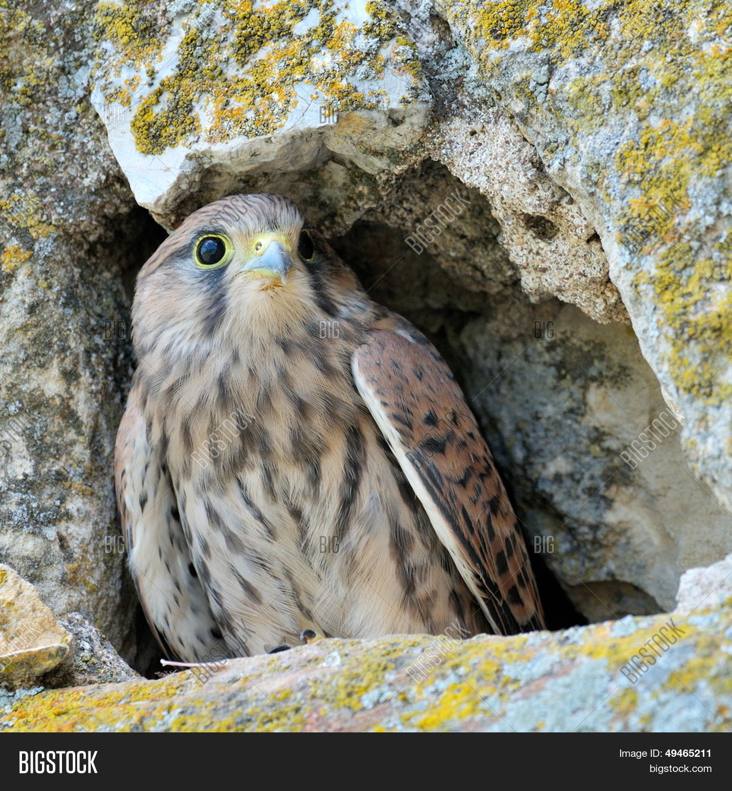 Falcon Natural Habitat Image & Photo (Free Trial) | Bigstock