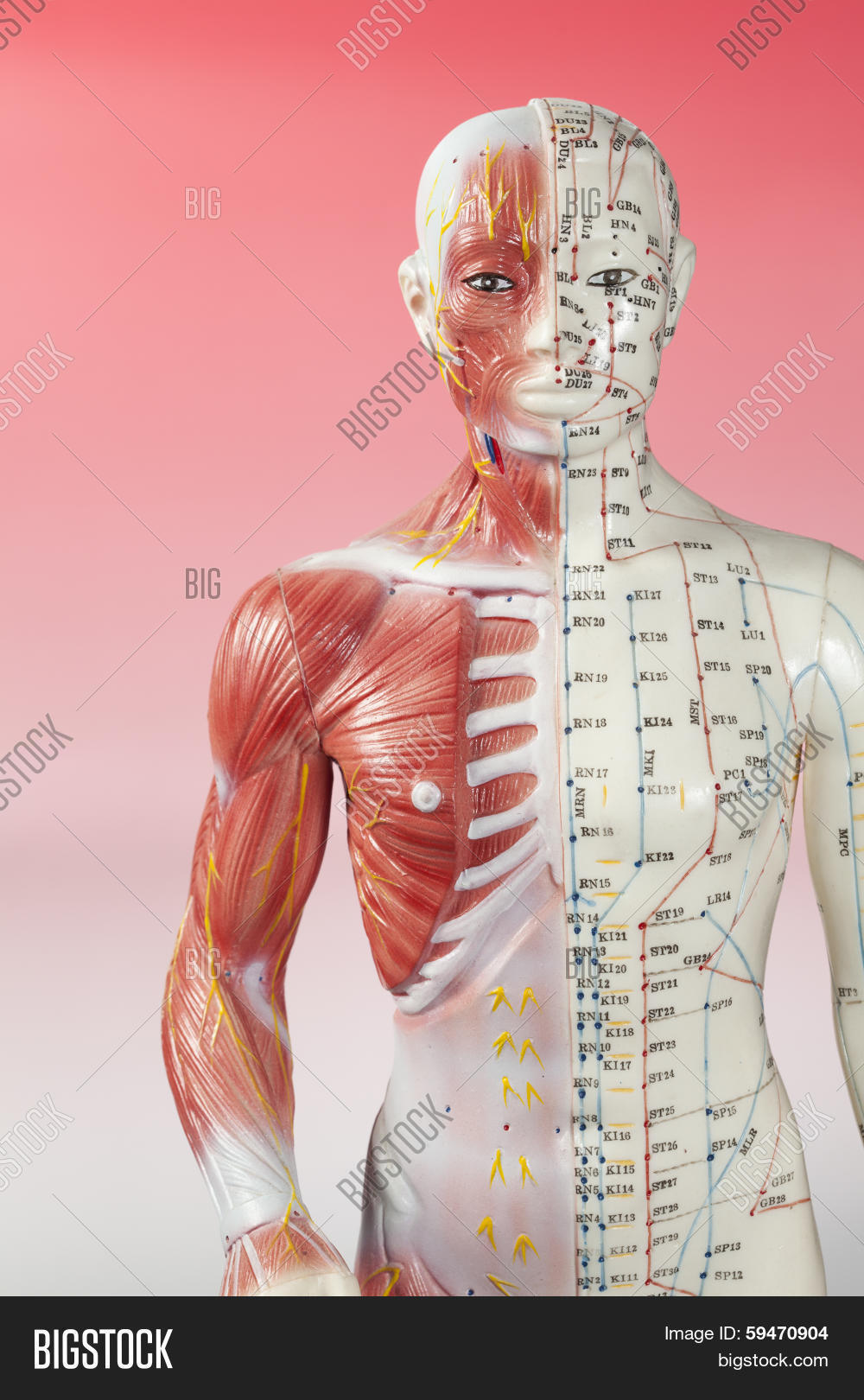 Acupuncture Model Image & Photo (Free Trial) | Bigstock
