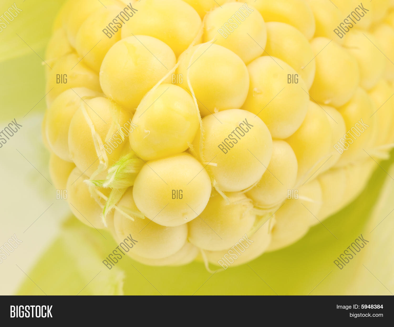 Corn Cob Close Image & Photo (Free Trial) | Bigstock