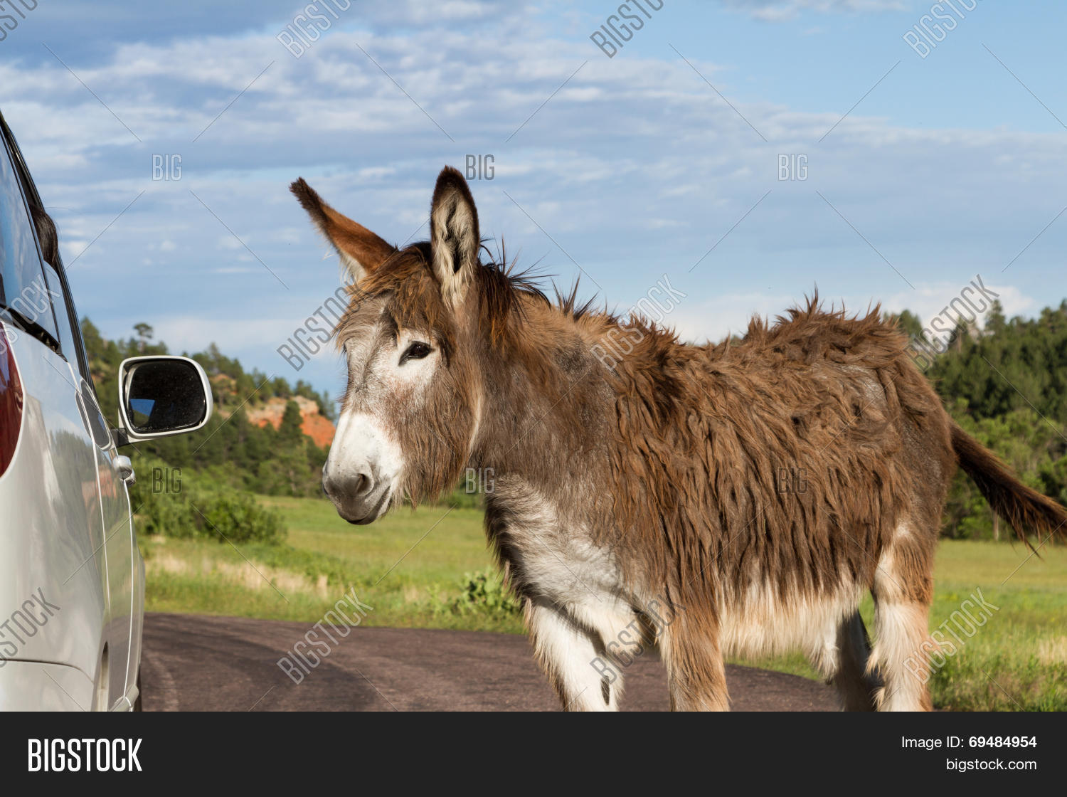 Friendly Wild Burro Image & Photo (Free Trial) | Bigstock