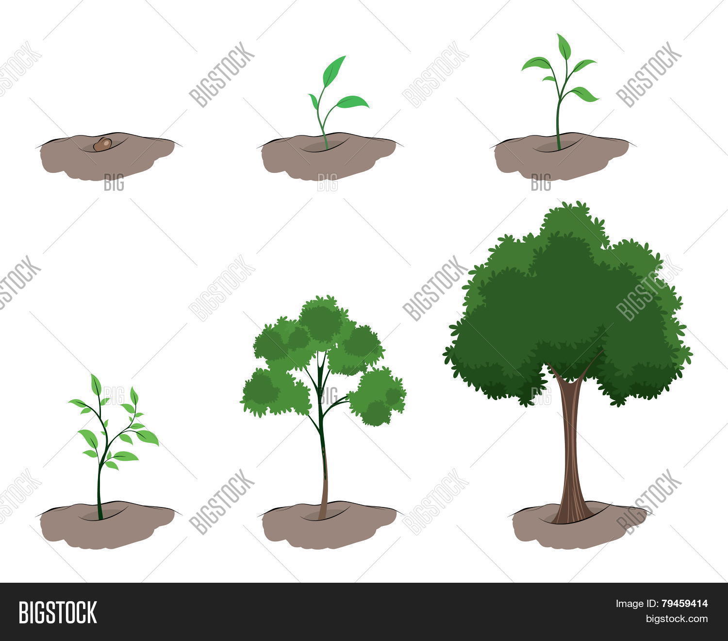 Stage Growth Tree Vector & Photo (Free Trial) | Bigstock