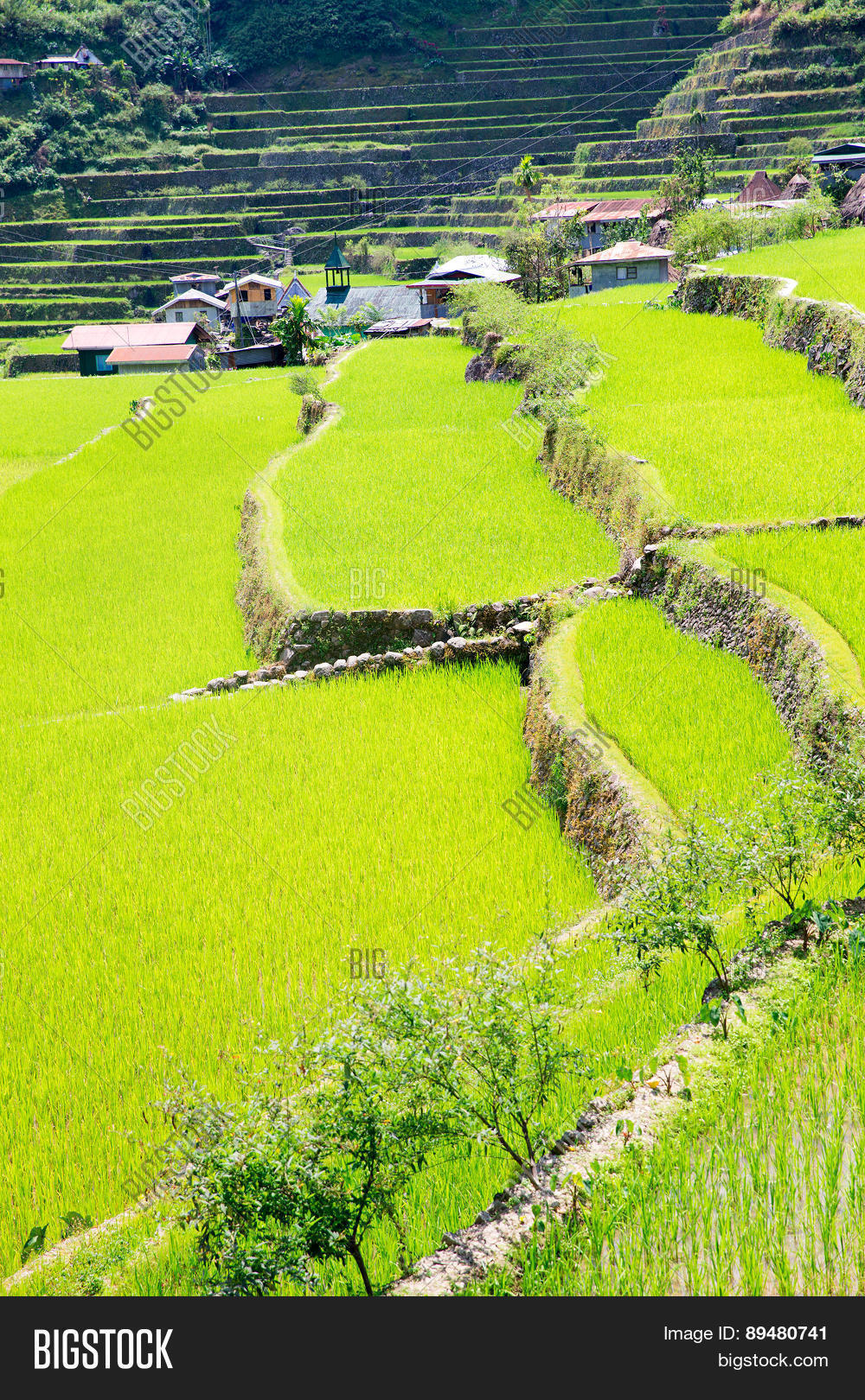 Rice Terraces Image & Photo (Free Trial) | Bigstock