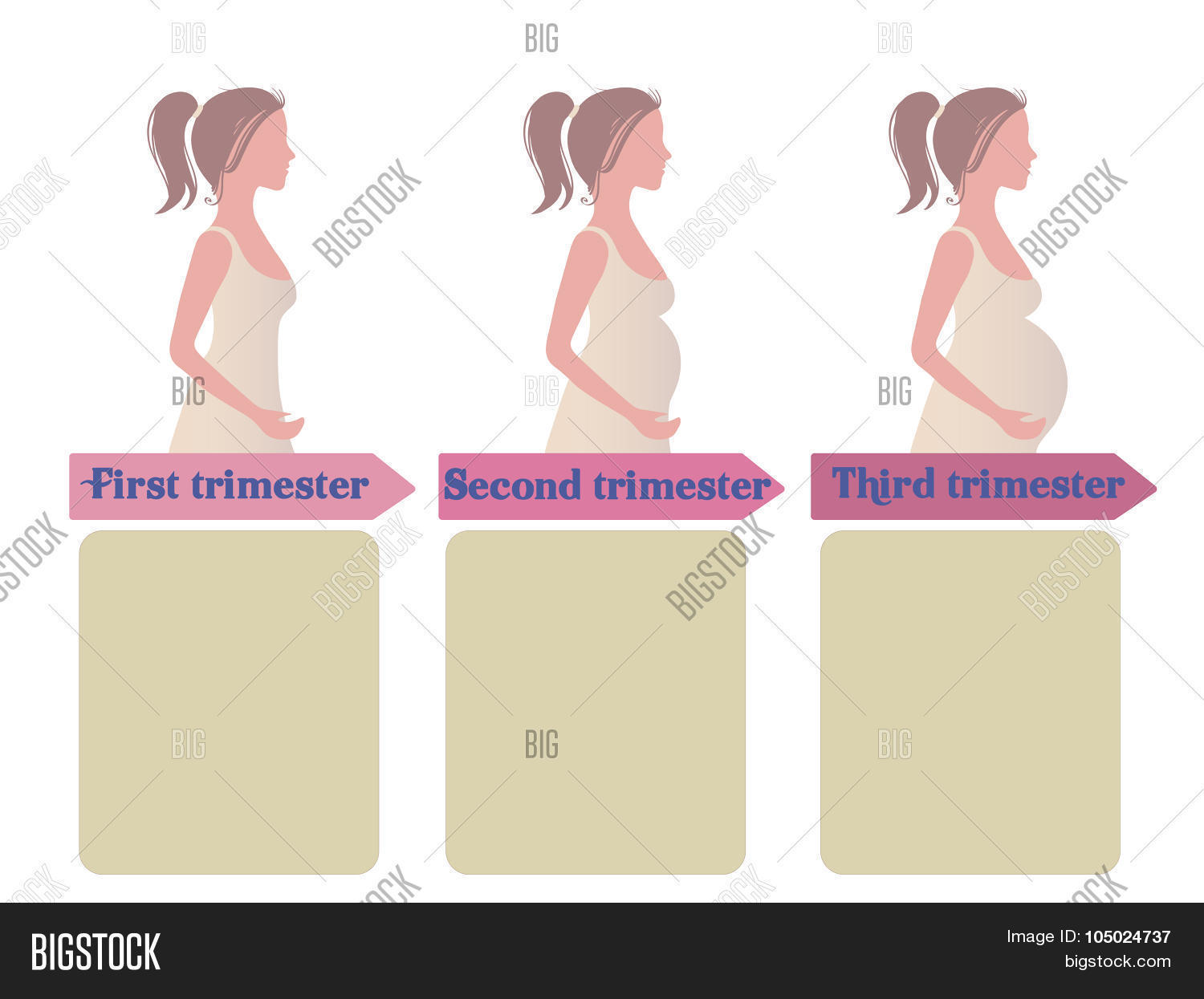 Pregnancy Trimester Vector & Photo (Free Trial) | Bigstock