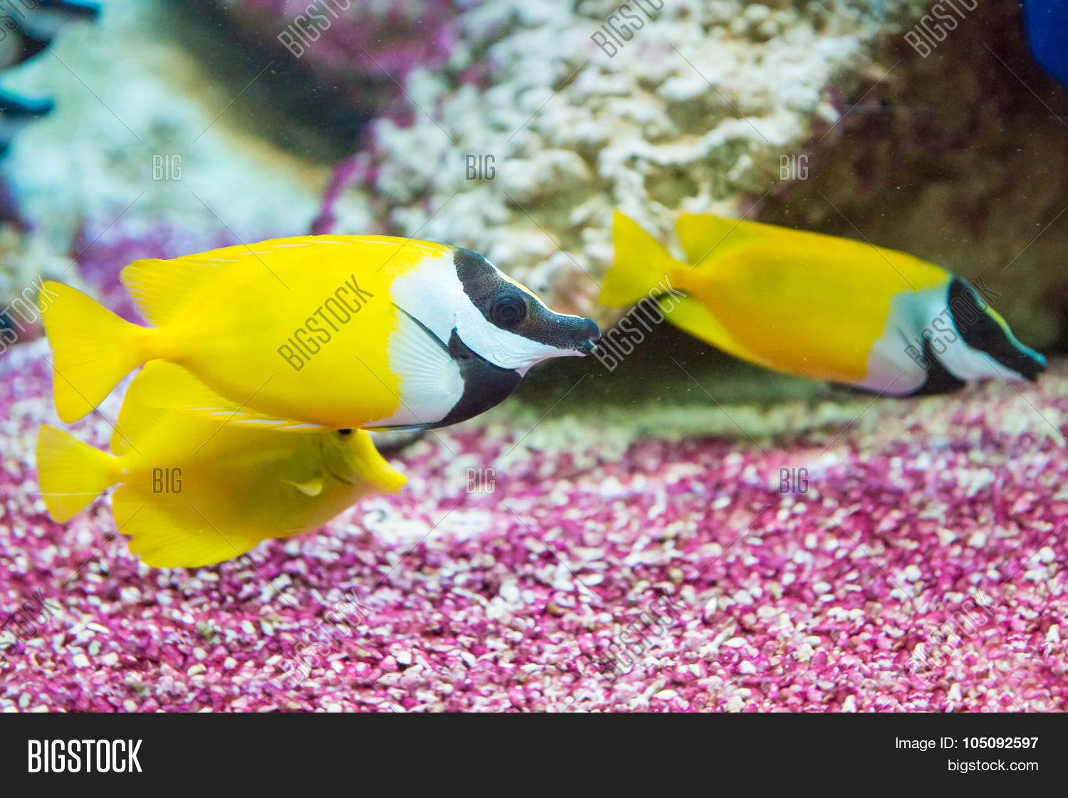 Saltwater Fish Foxface Image & Photo (Free Trial) | Bigstock