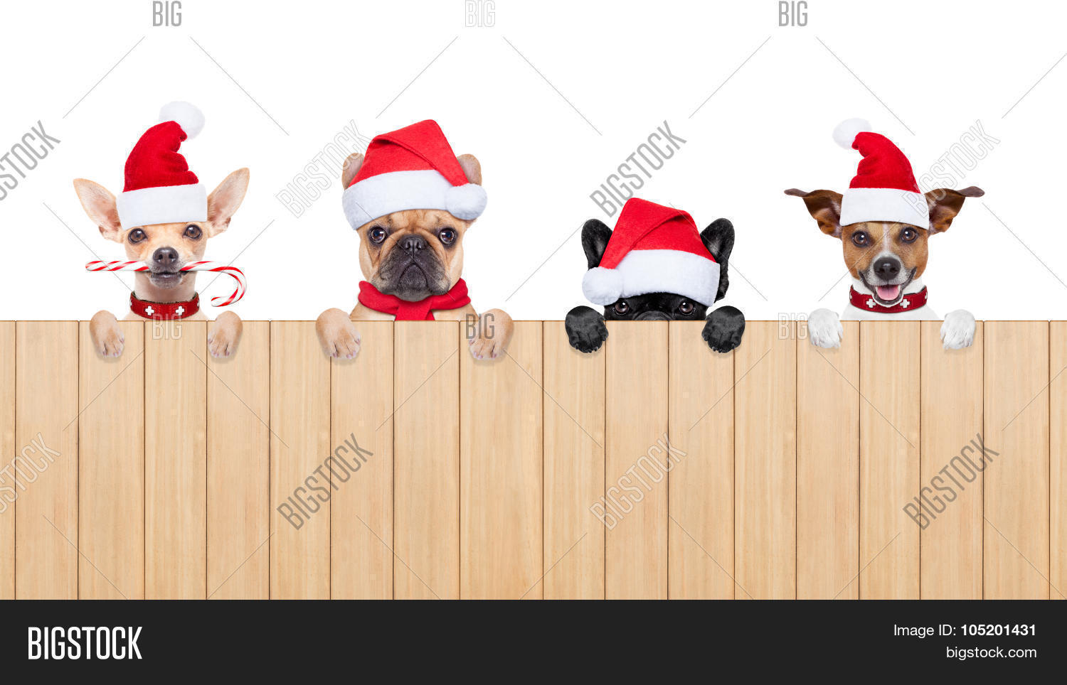 Row Santa Claus Dogs Image & Photo (Free Trial) | Bigstock