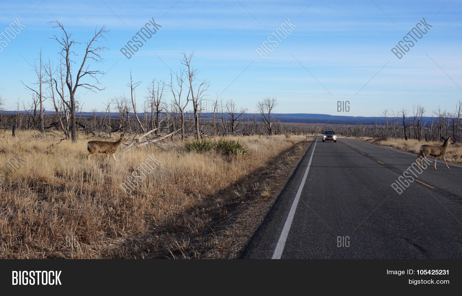 Red Deer Stag Crossing Image & Photo (Free Trial) | Bigstock