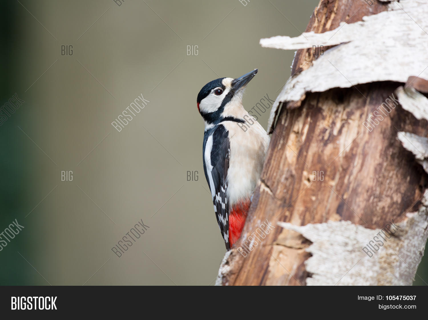 Great Spotted Image & Photo (Free Trial) | Bigstock