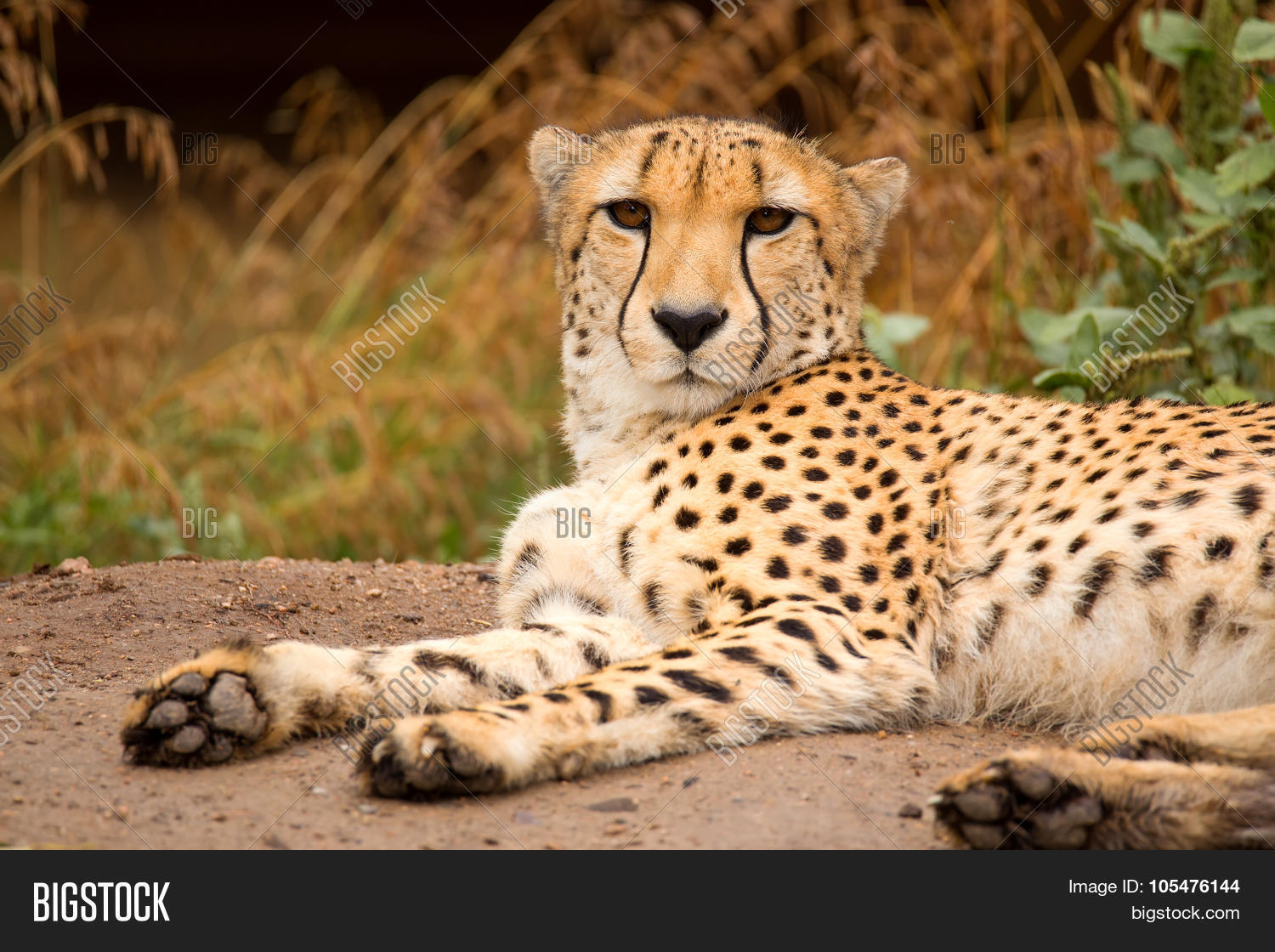 Cheeta Resting Shade Image & Photo (Free Trial) | Bigstock