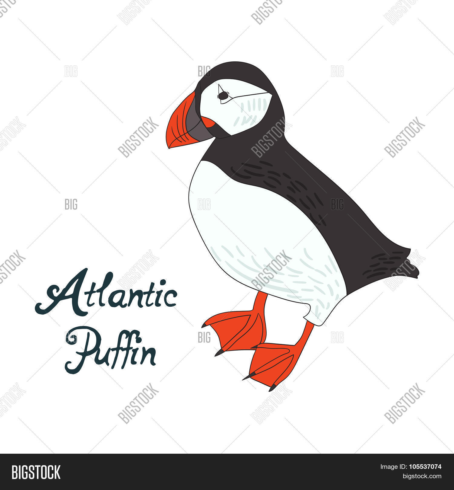 Bird Atlantic Puffin Vector & Photo (Free Trial) | Bigstock