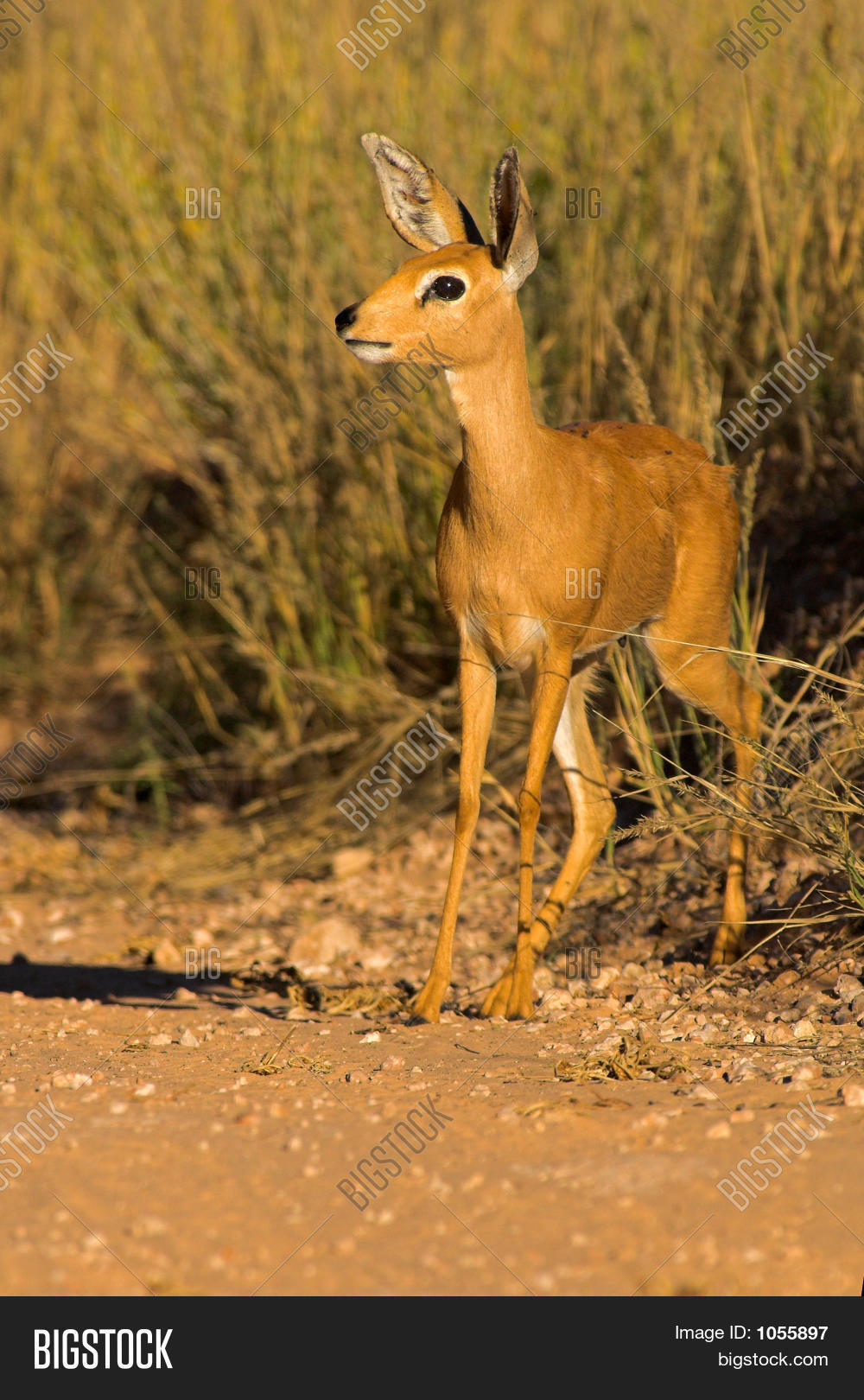 Portrait Steenbuck Image & Photo (Free Trial) | Bigstock