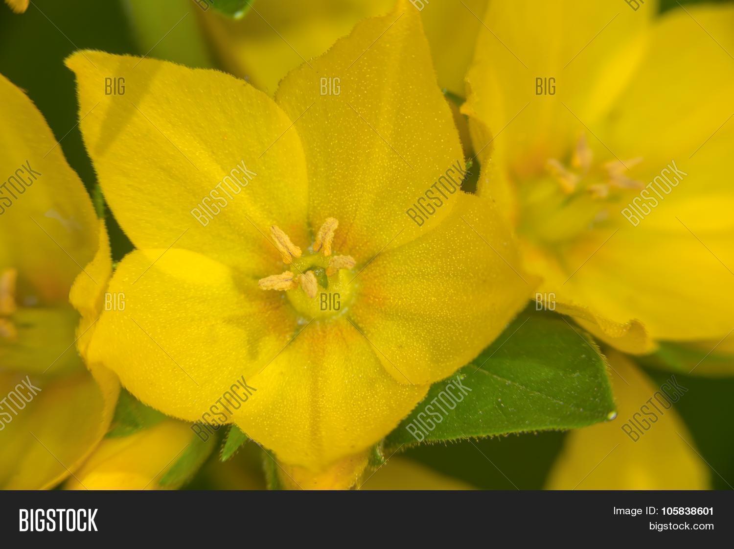 Garden Loosestrife Image & Photo (Free Trial) | Bigstock