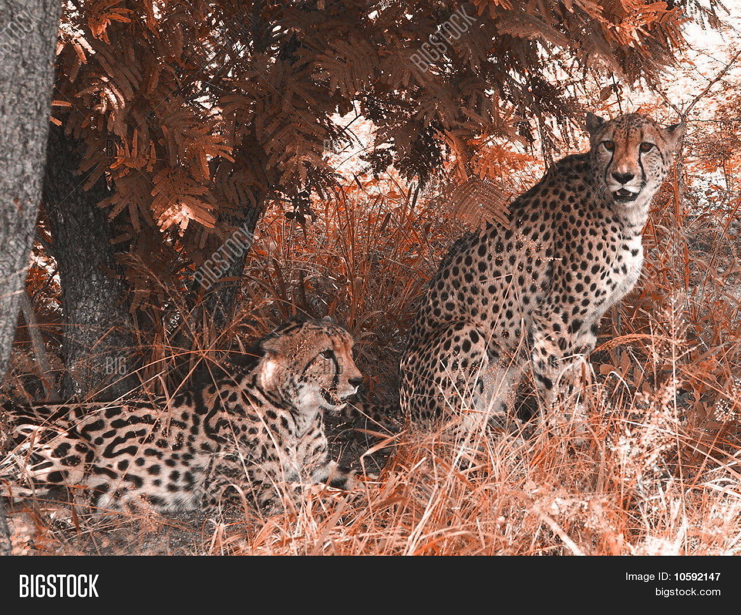 Cheeta King Cheeta Image & Photo (Free Trial) | Bigstock