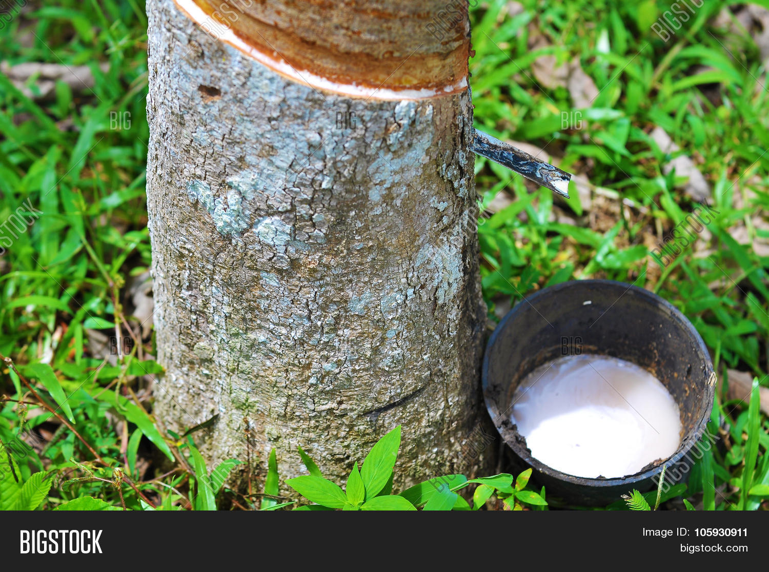 Rubber Latex Rubber Image & Photo (Free Trial) | Bigstock