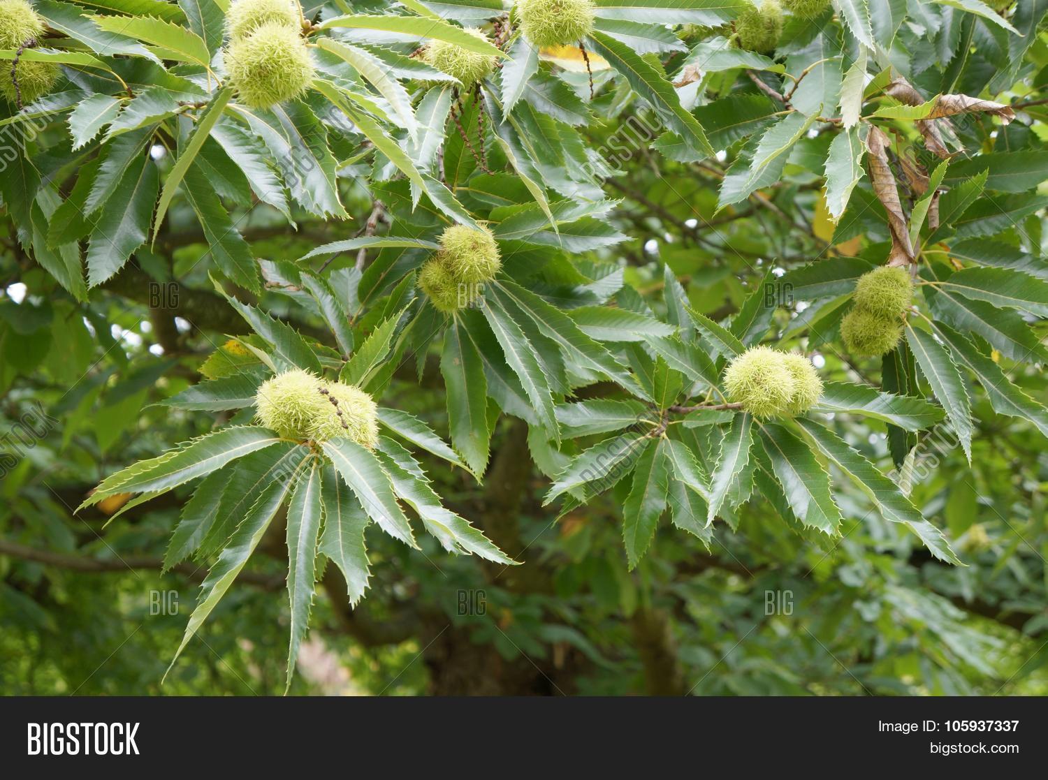 Chestnut Burr Image & Photo (Free Trial) | Bigstock