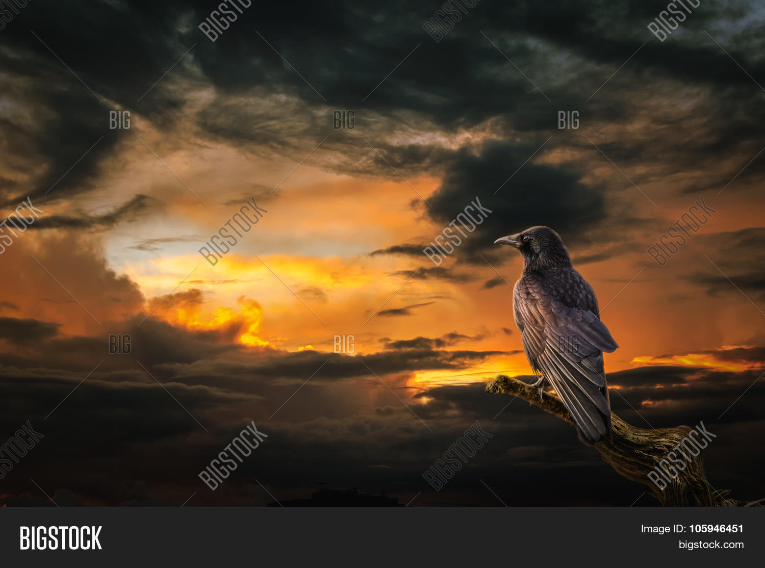 Raven Sunset Image & Photo (Free Trial) | Bigstock