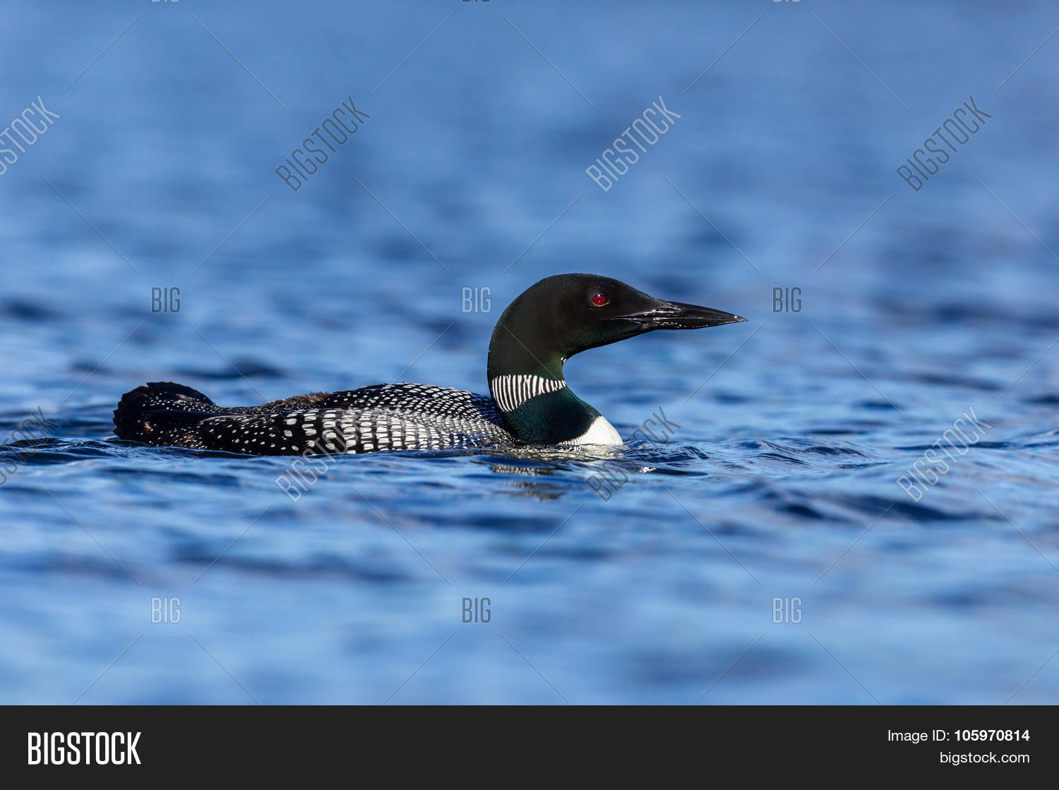 Common Loon Swimming Image & Photo (Free Trial) | Bigstock
