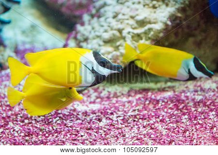 Saltwater Fish Foxface Image & Photo (Free Trial) | Bigstock