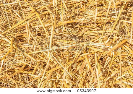 Chopped Wheat Straw Image & Photo (Free Trial) | Bigstock