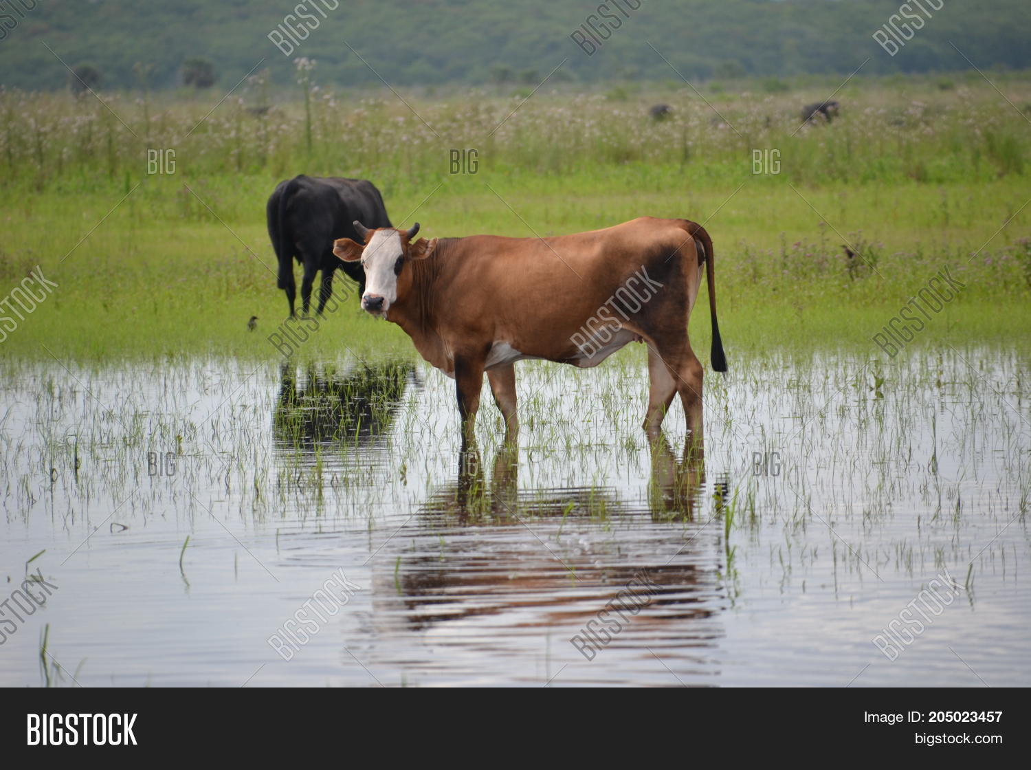 Cattle Share Marsh Image & Photo (Free Trial) | Bigstock