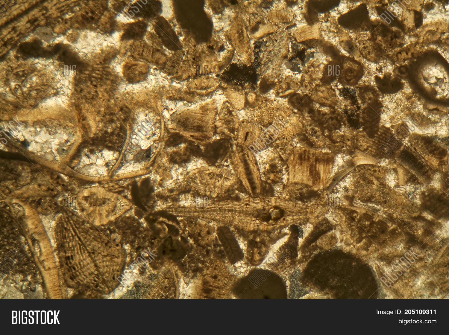 Thin Section Miocene Image & Photo (Free Trial) | Bigstock