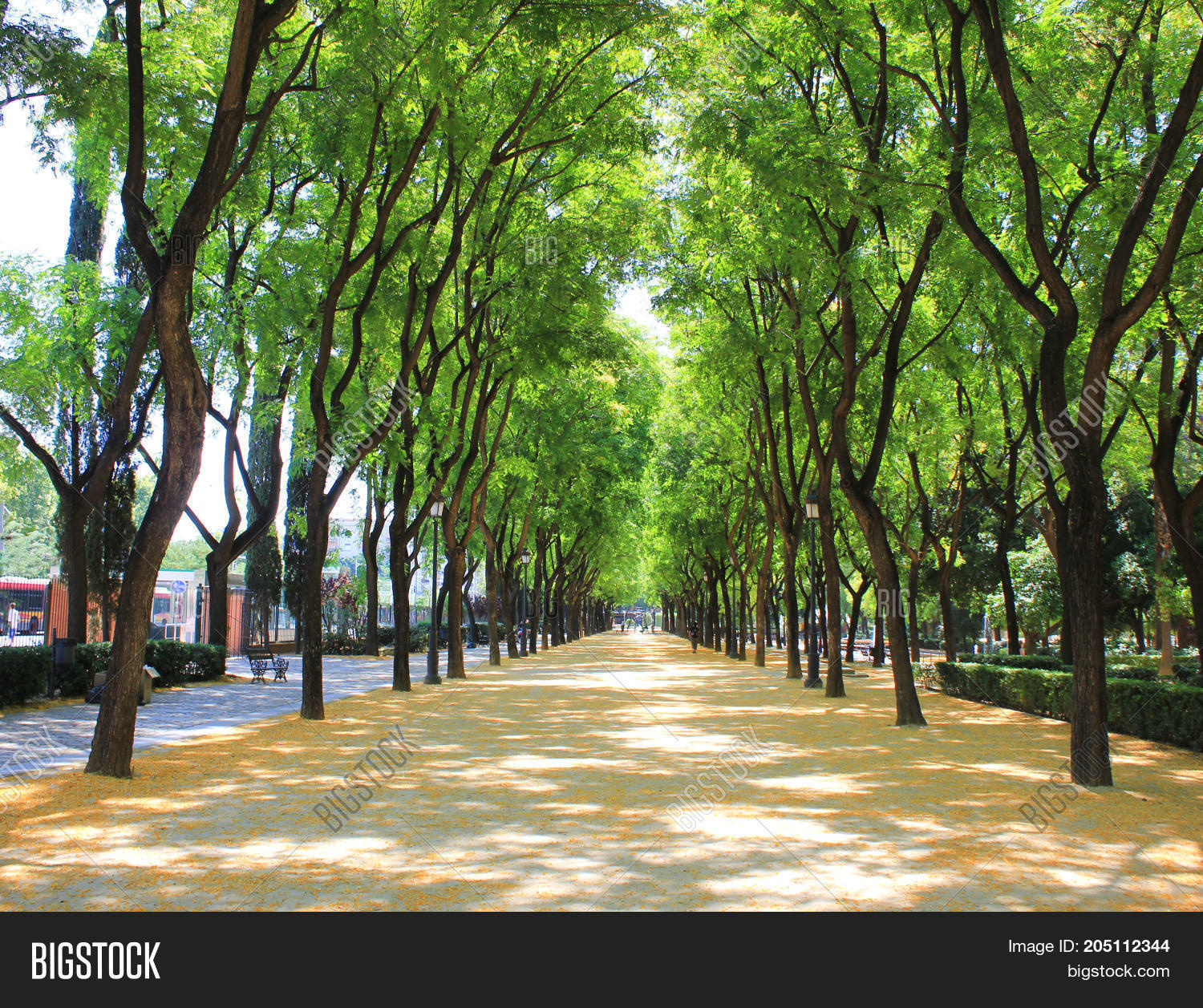 Sunny Street And Tree