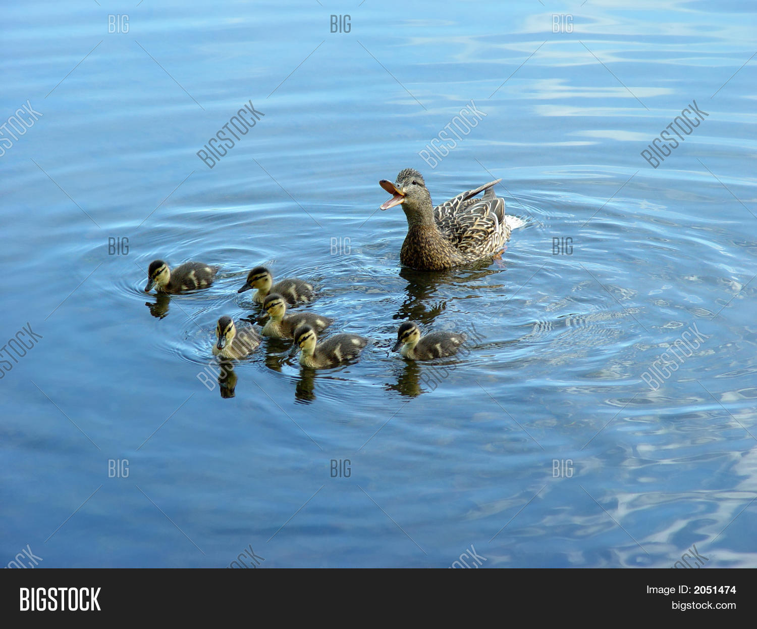 Mother Duck Newborn Image & Photo (Free Trial) | Bigstock