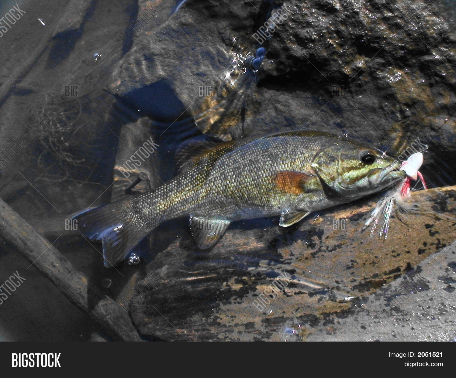 Bass Caught Image & Photo (Free Trial) | Bigstock