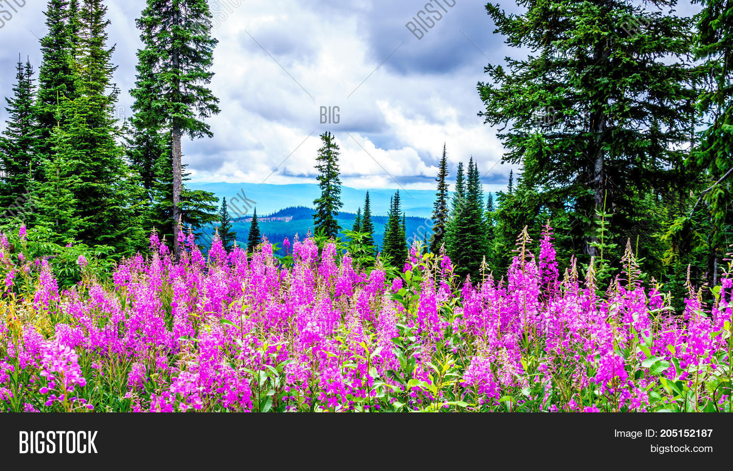 Alpine Meadows Covered Image & Photo (Free Trial) | Bigstock