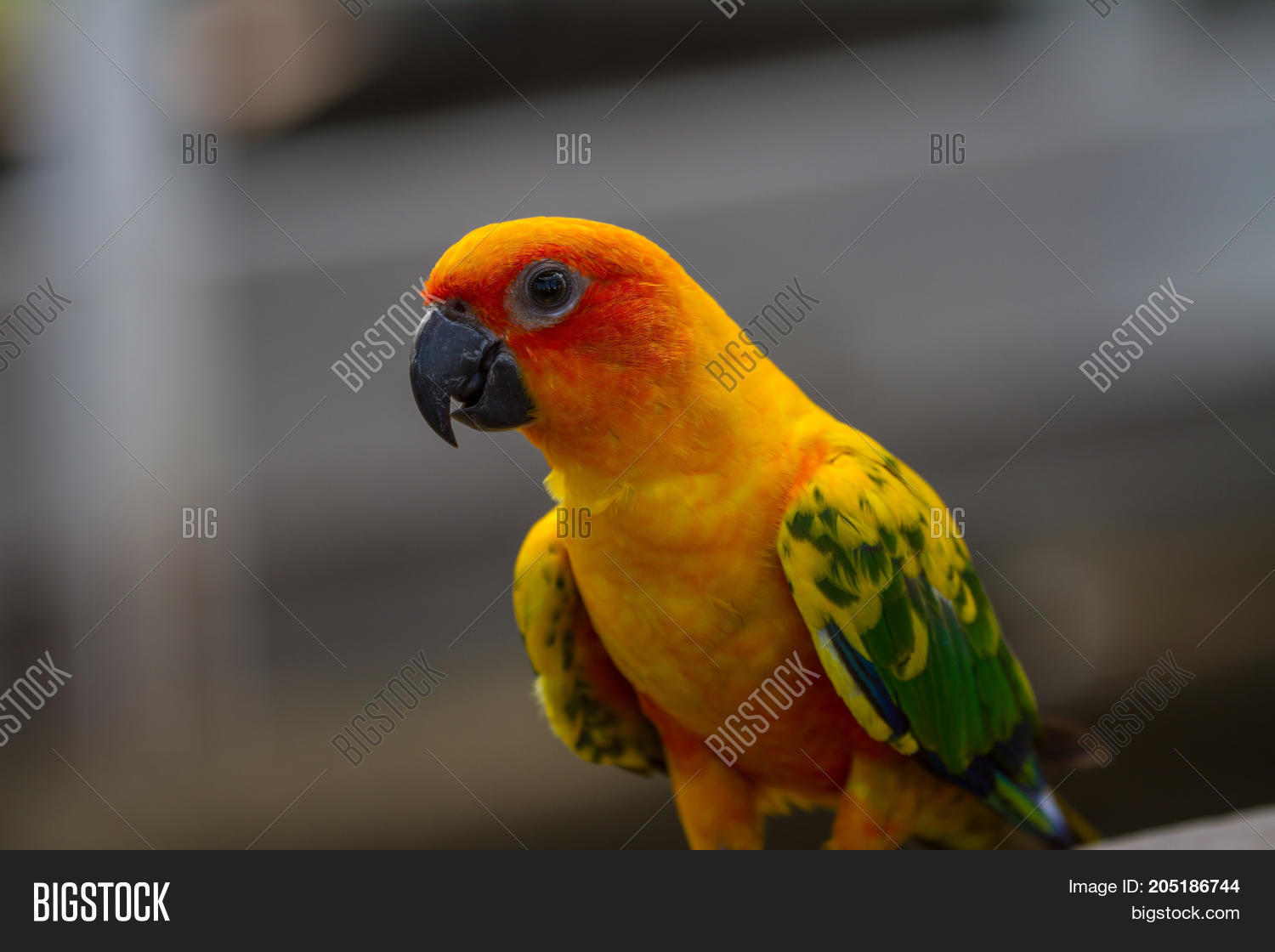 Sun Parakeet Sun Image & Photo (Free Trial) | Bigstock
