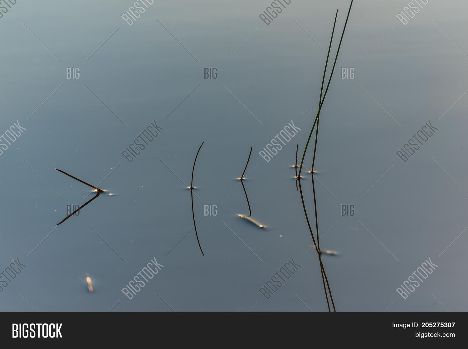 Waterplants Forest Image & Photo (Free Trial) | Bigstock