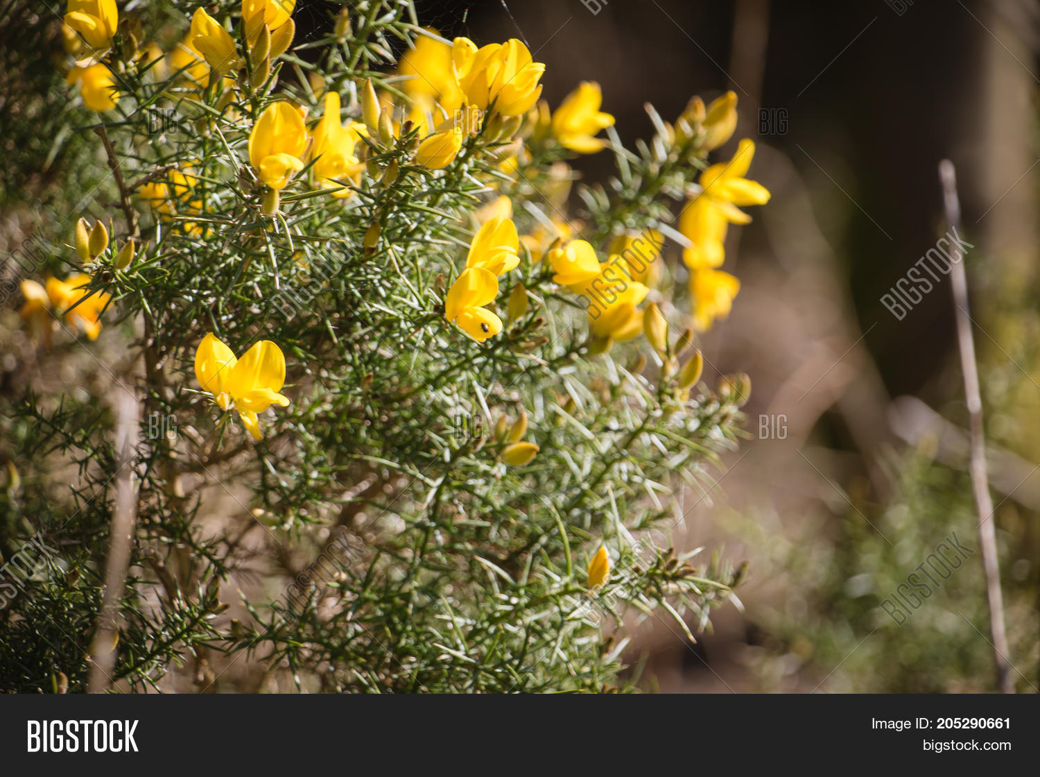 Flowering Common Gorse Image & Photo (Free Trial) | Bigstock