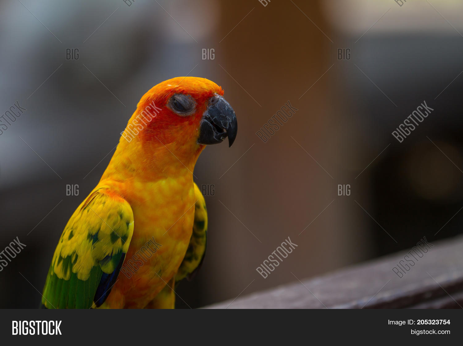 Sun Parakeet Sun Image & Photo (Free Trial) | Bigstock