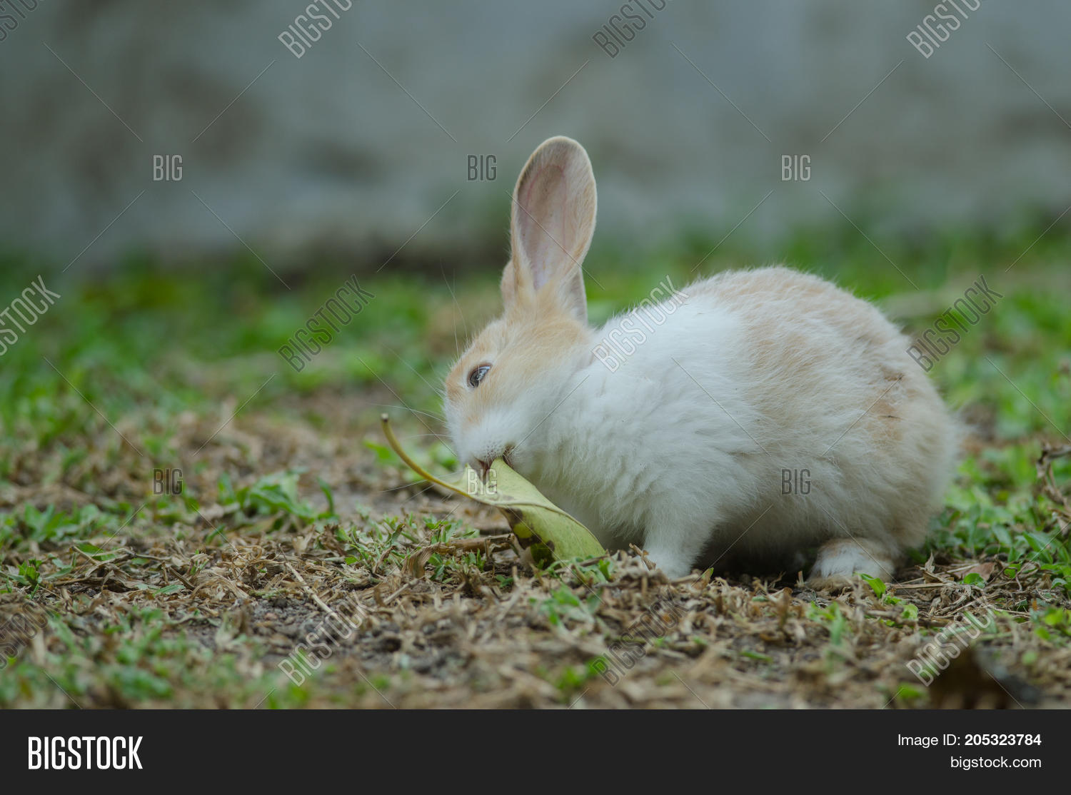 Little Rabbit On Green Image & Photo (Free Trial) | Bigstock