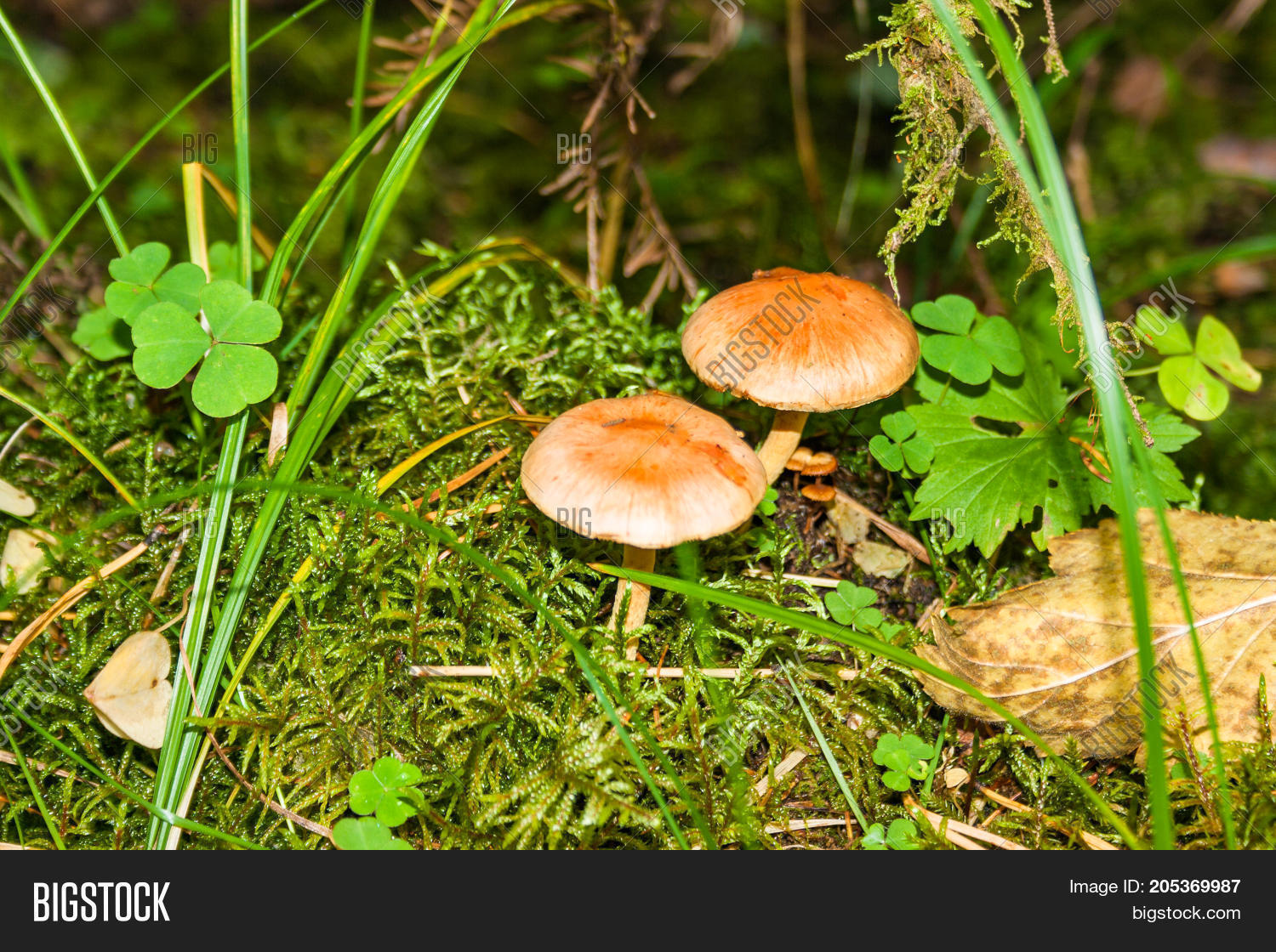 Poisonous Forest Image & Photo (Free Trial) | Bigstock
