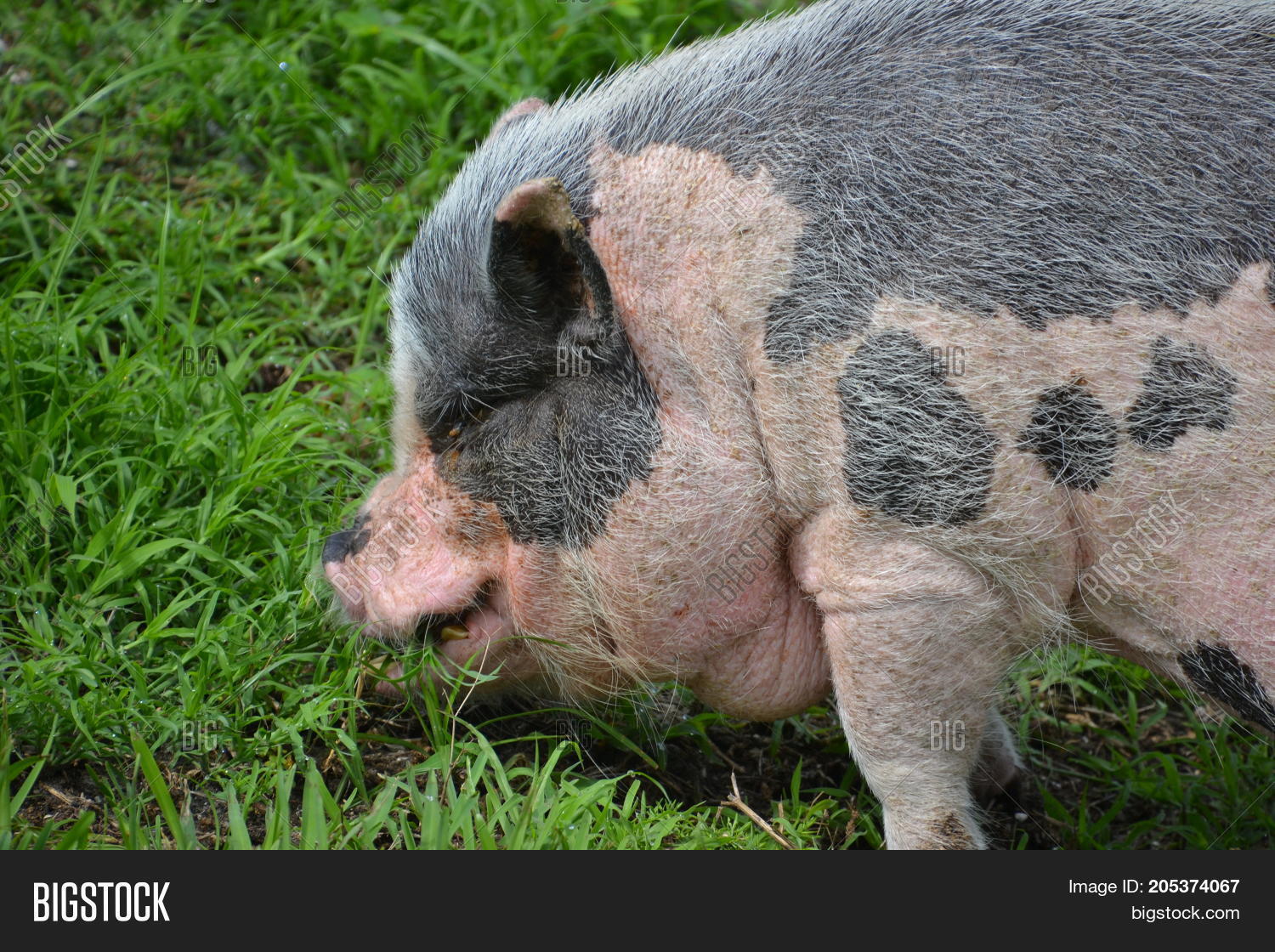 Potbellied Pigs Much Image & Photo (Free Trial) | Bigstock