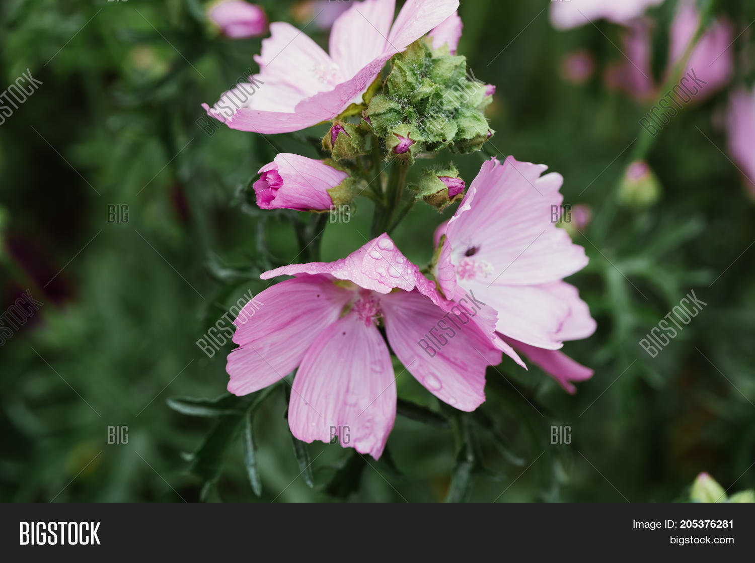 Garden Mallow Flowers Image & Photo (Free Trial) | Bigstock