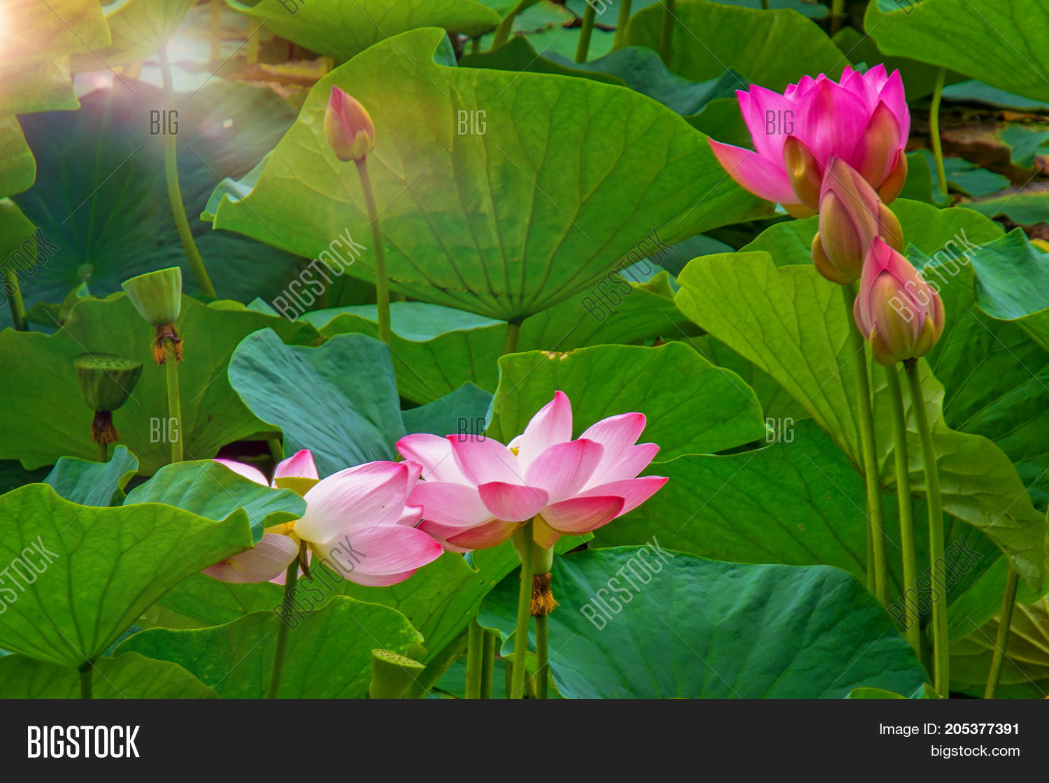 Large Lotus Flowers. Image & Photo (Free Trial) | Bigstock