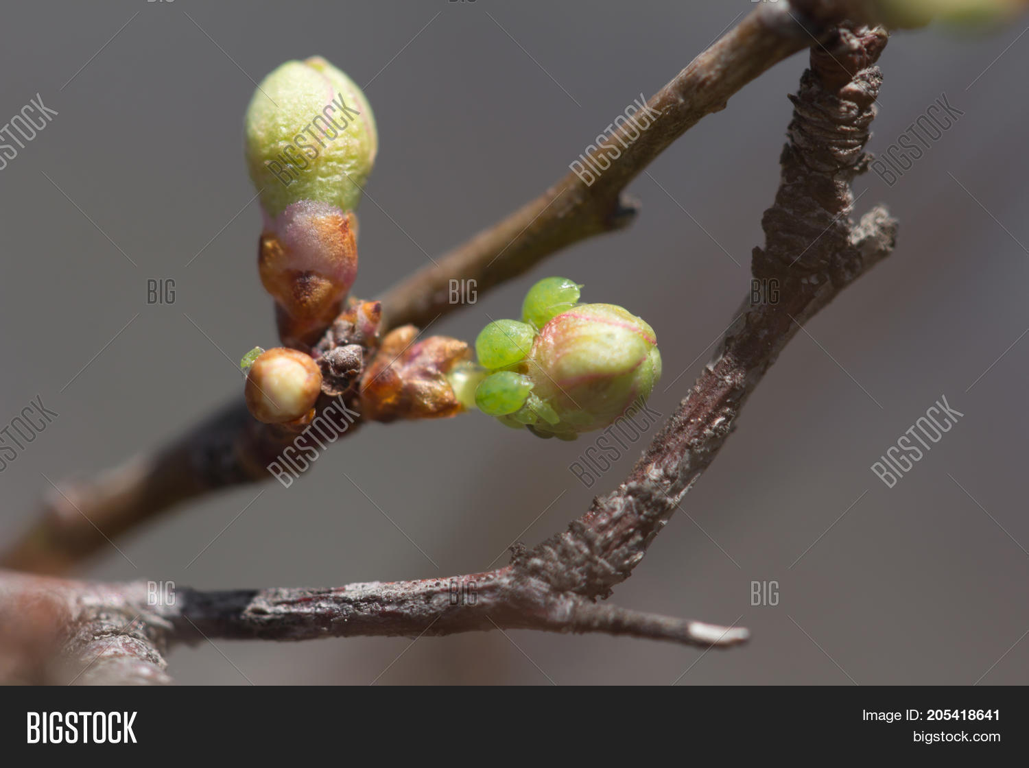 Spring Bud. Image & Photo (Free Trial) | Bigstock