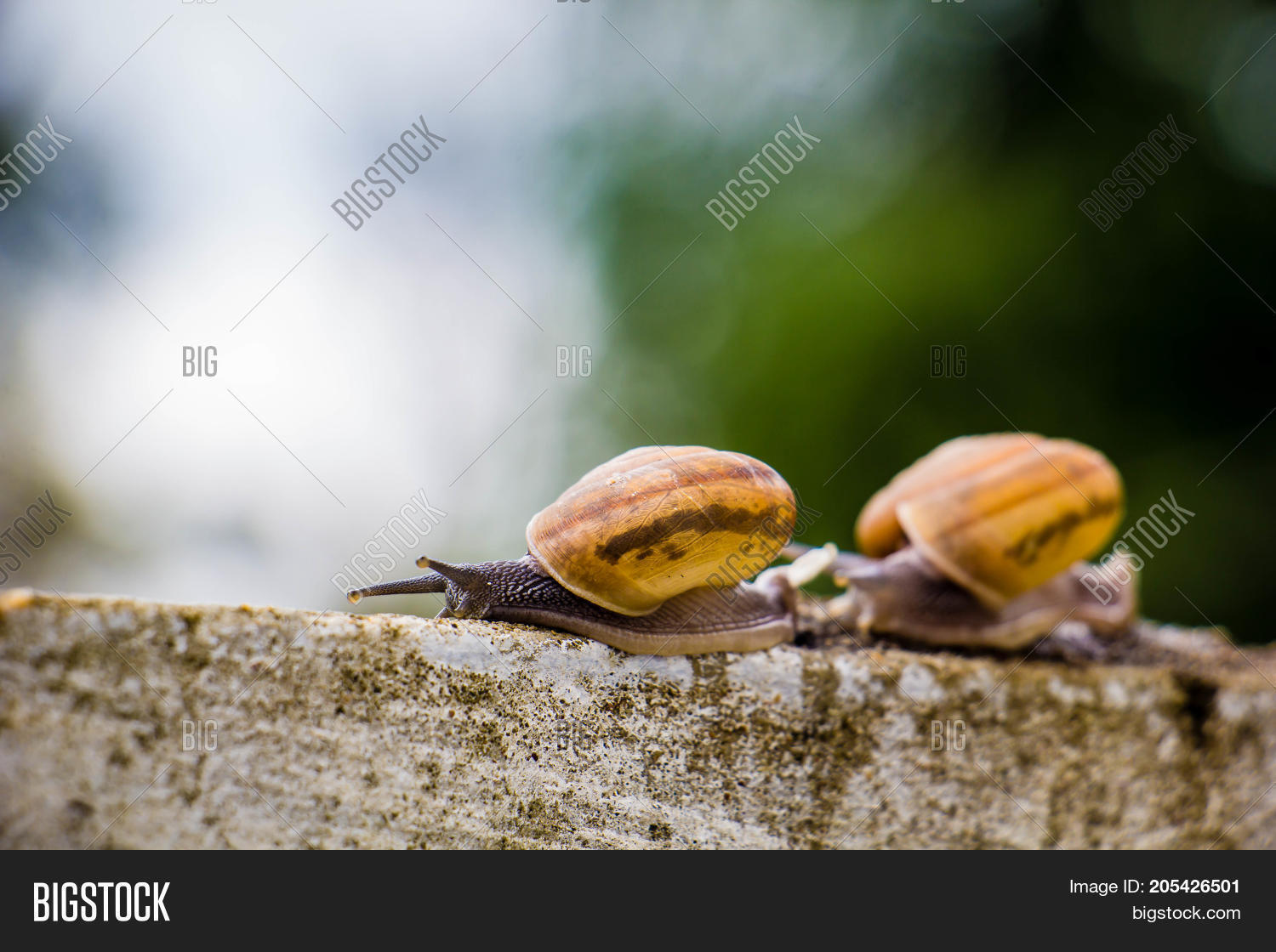 Snaile On Concrete Image & Photo (Free Trial) | Bigstock