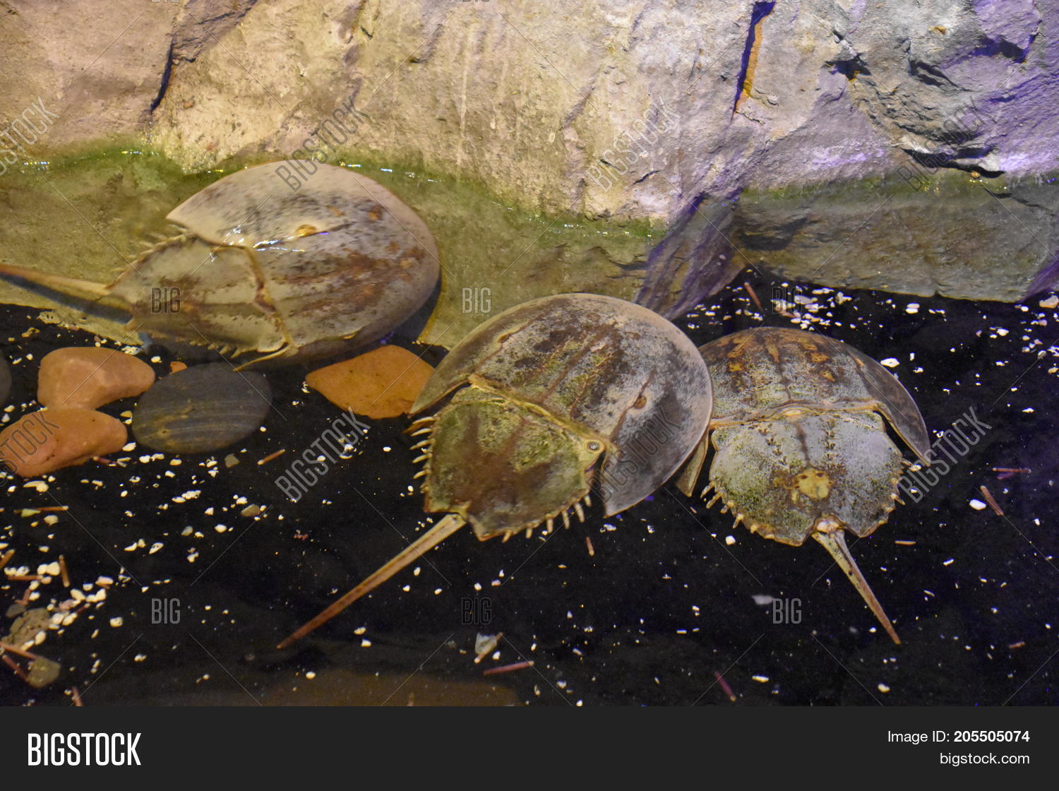 Horseshoe Crab Image & Photo (Free Trial) | Bigstock