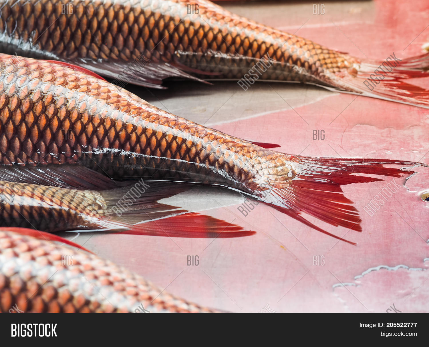 Fish Tails, Fresh Fish Image & Photo (Free Trial) | Bigstock