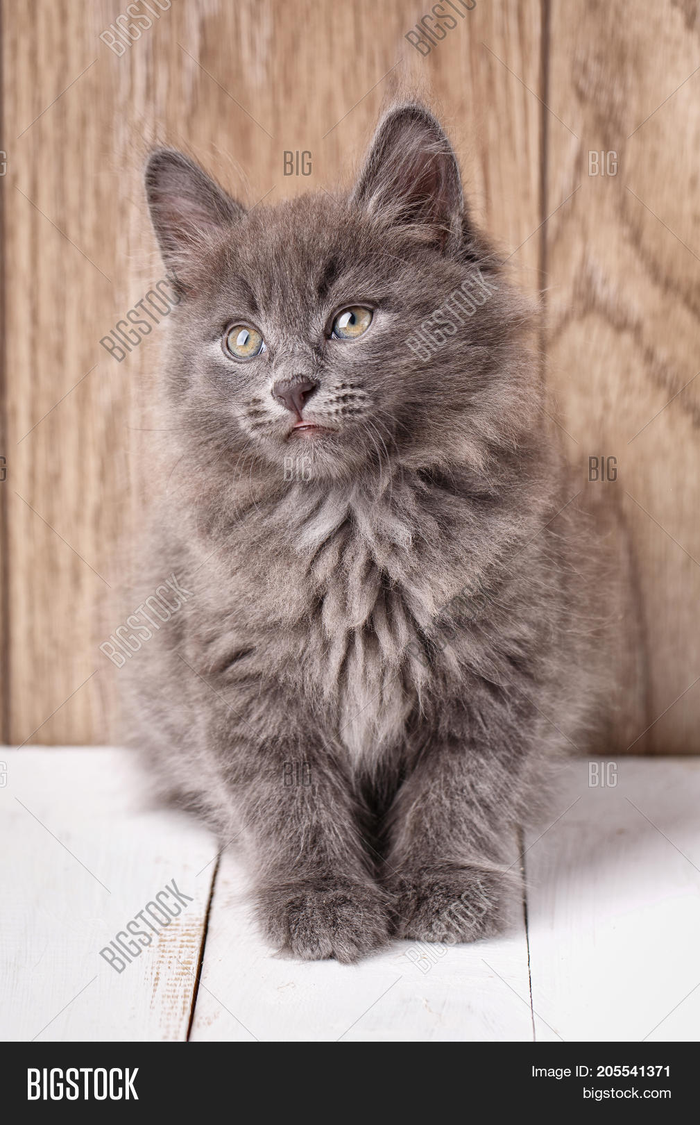 Purebred Cats. Image & Photo (Free Trial) | Bigstock
