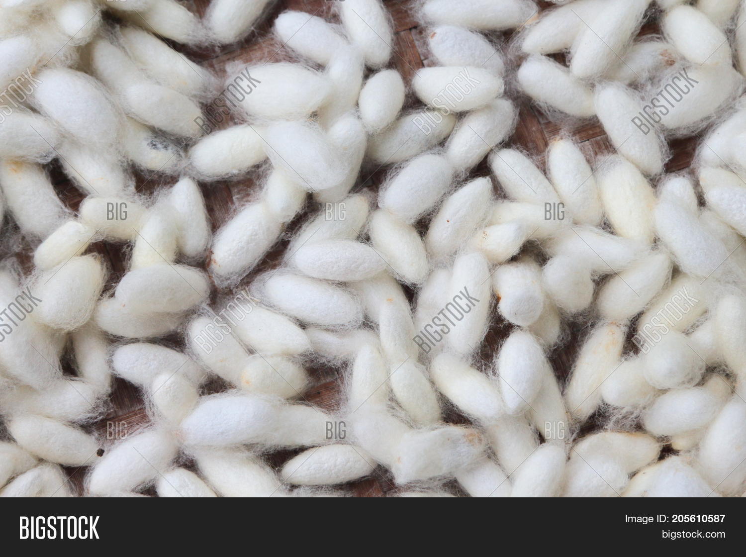 Natural White Cocoon Image & Photo (Free Trial) | Bigstock