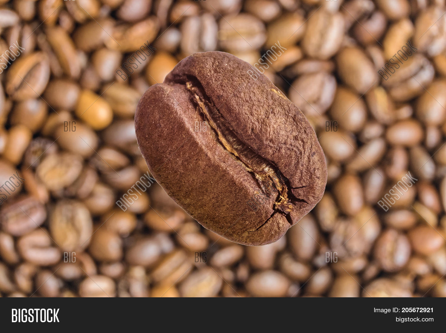 Single Coffee Bean