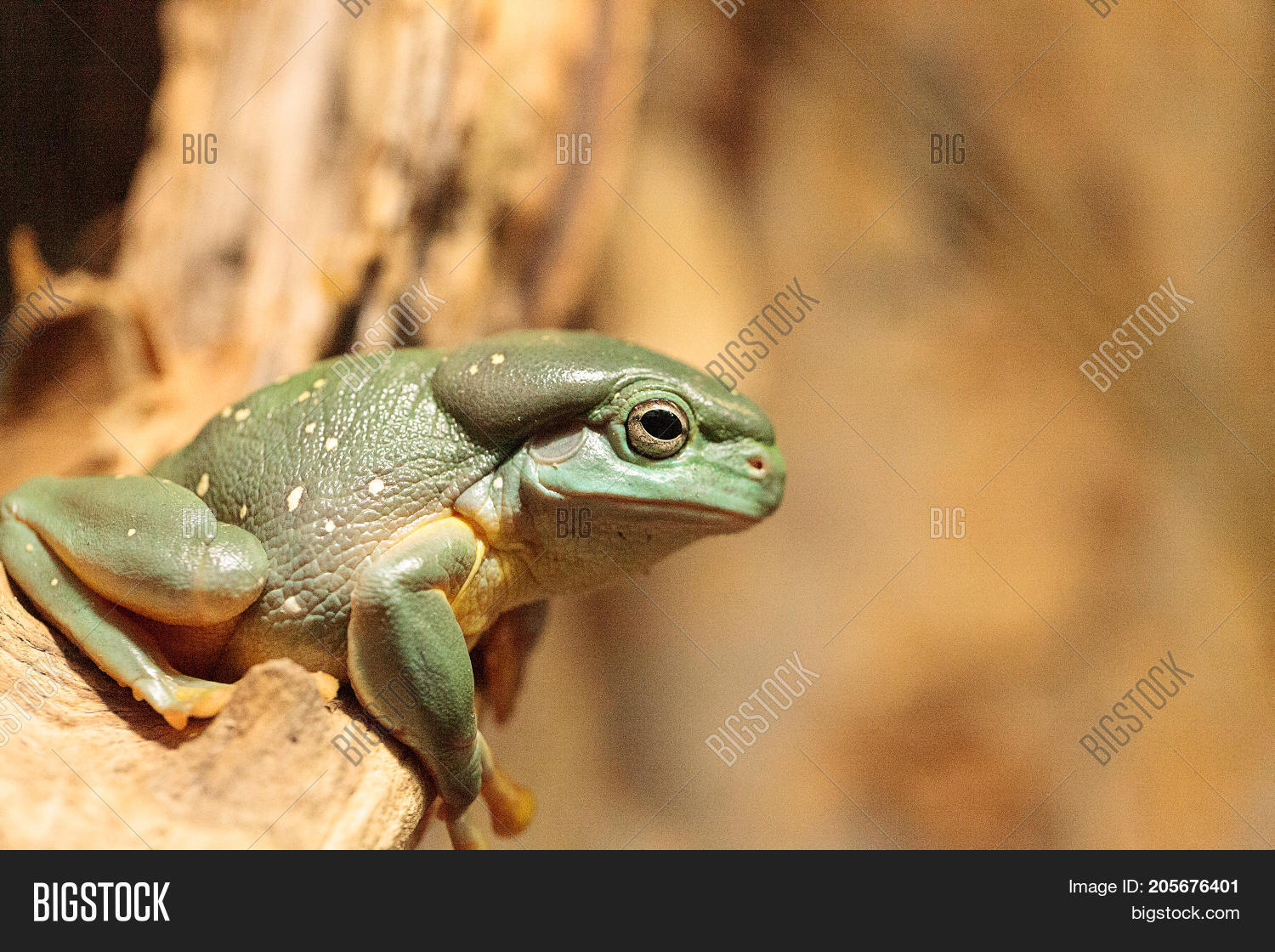 Magnificent Tree Frog Image & Photo (Free Trial) | Bigstock