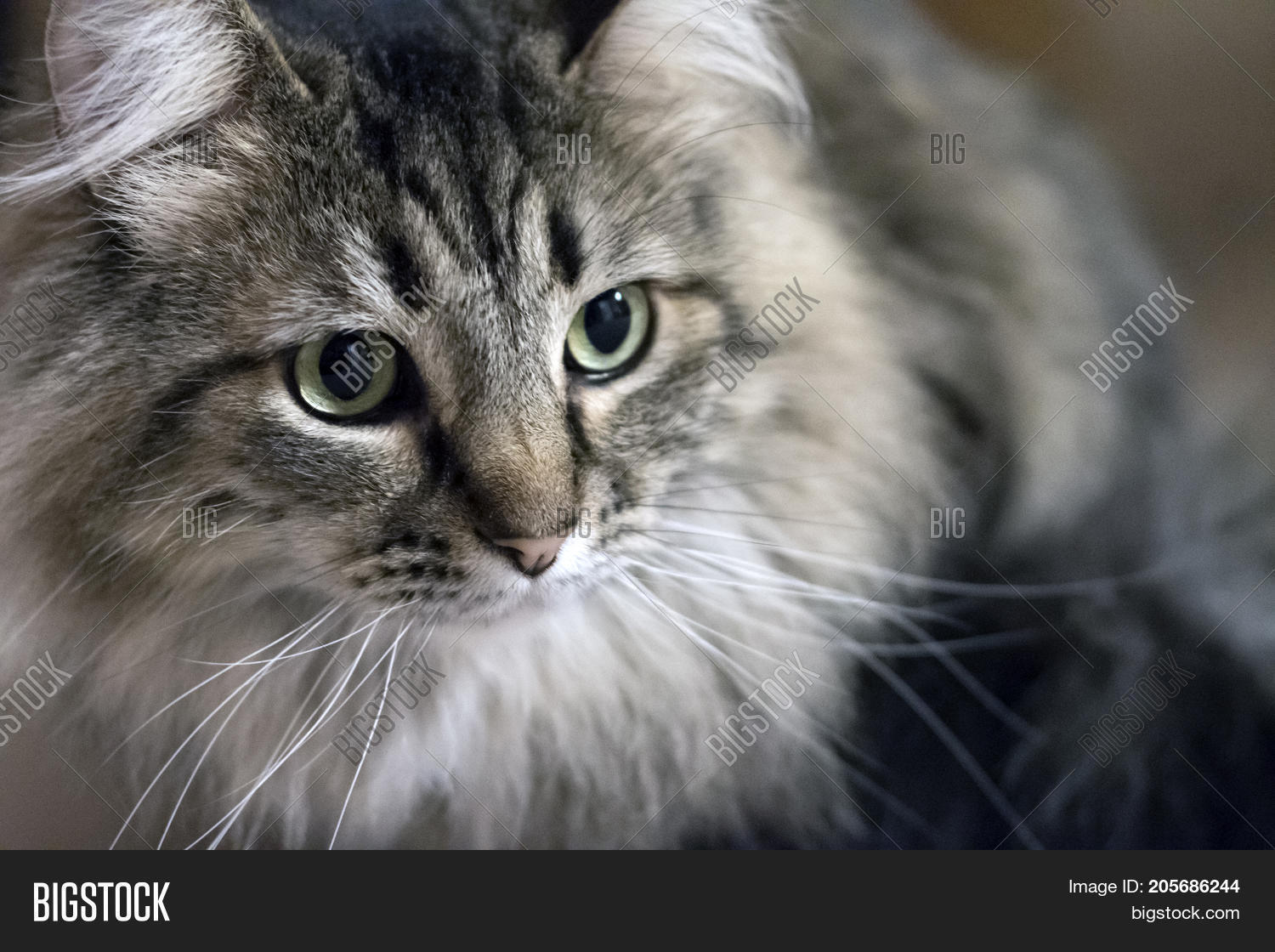 Maine Coon Cat Looks Image & Photo (Free Trial) | Bigstock