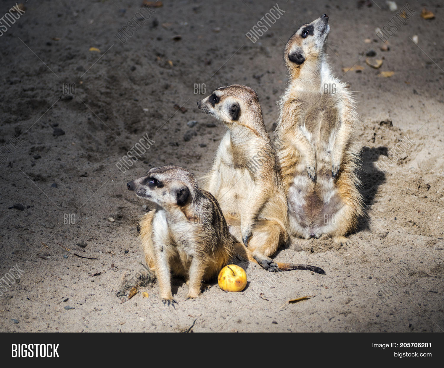 Three Suricates Image & Photo (Free Trial) | Bigstock